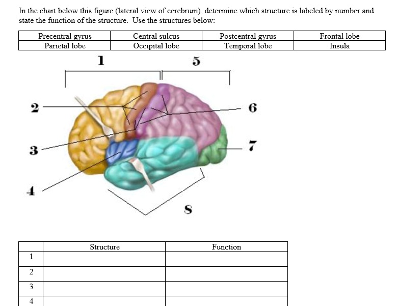 1 8 in the chart below this figure lateral view of cerebrum determine ...