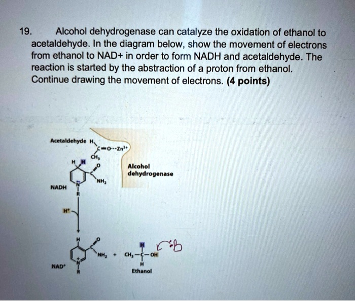 SOLVED: 19. Alcohol dehydrogenase can catalyze the oxidation of ethanol ...