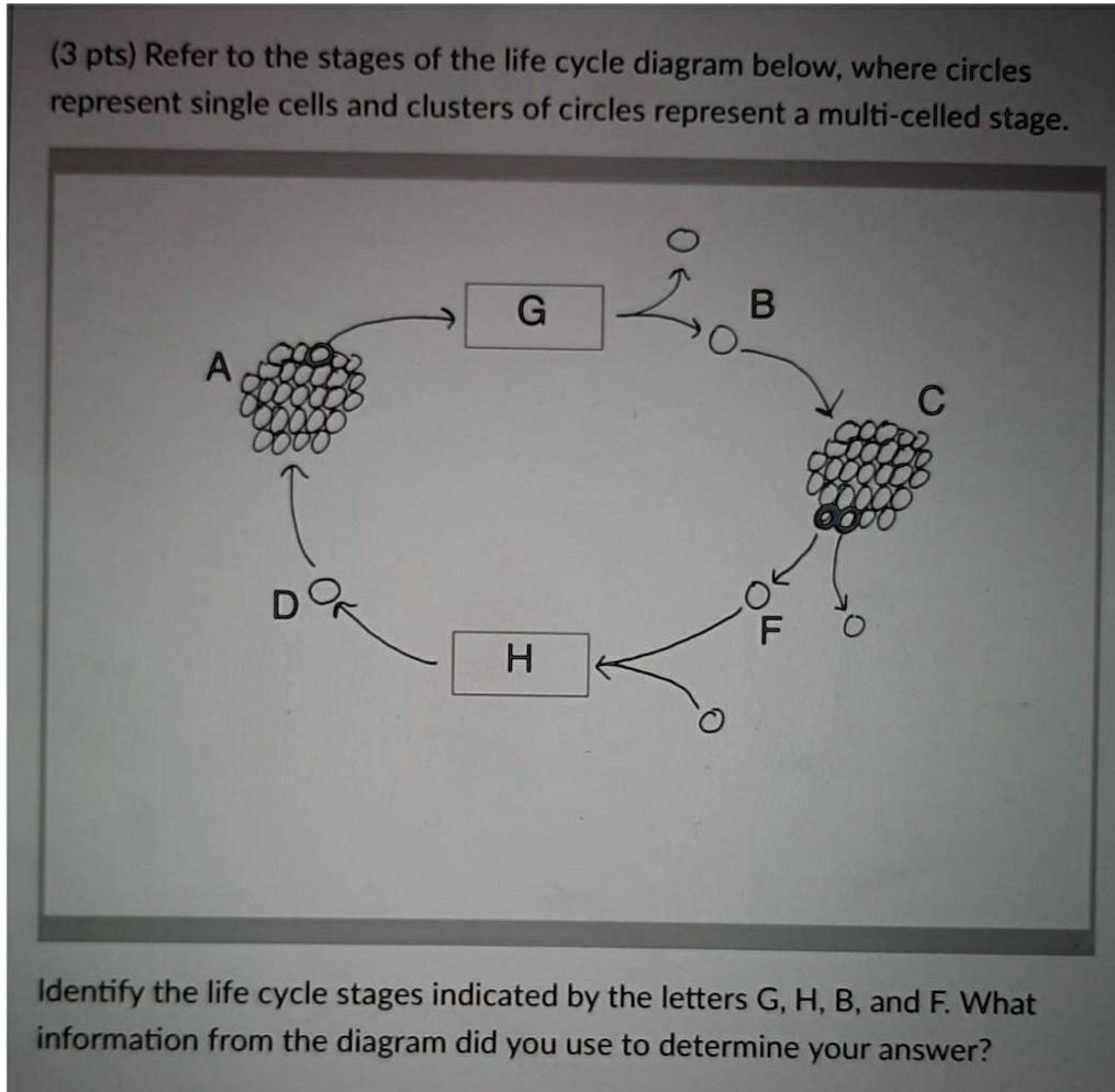 3 pts refer to the stages of the life cycle diagram below...