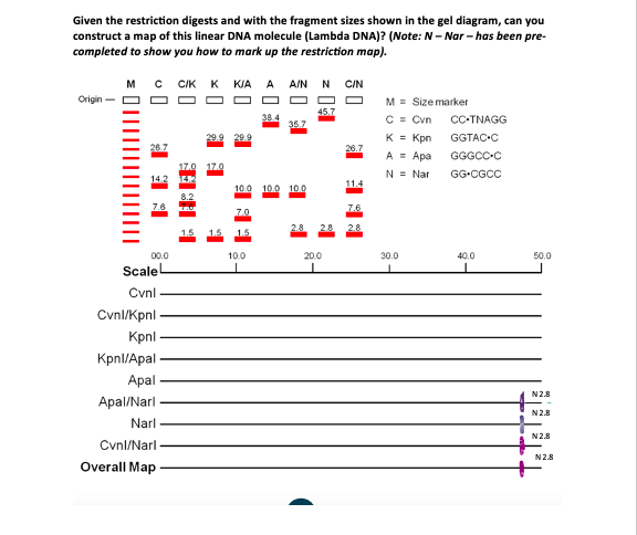 SOLVED: Given the restriction digests and with the fragment sizes shown in the gel diagram, can ...