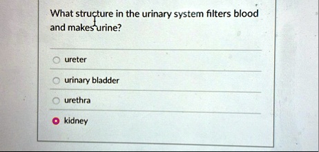 what structure in the urinary system filters blood and makes urine o ...