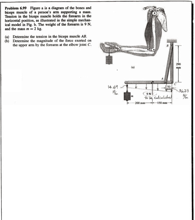 Problem 6.99 Figure a is a diagram of the bones and biceps muscle of a ...