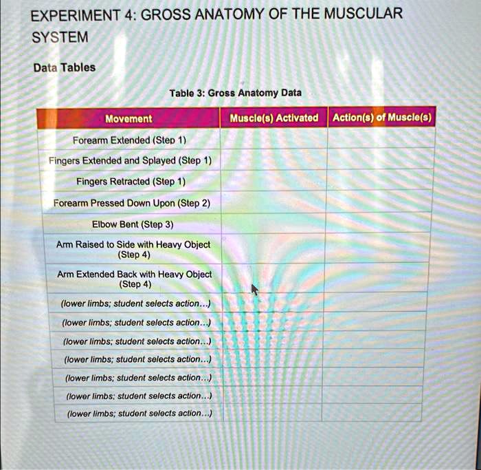 EXPERIMENT 4: GROSS ANATOMY OF THE MUSCULAR SYSTEM Data Tables Table 3 ...