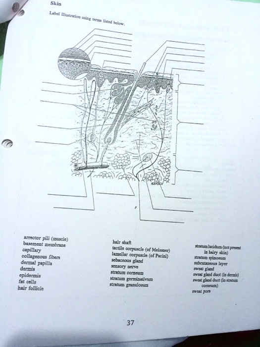 SOLVED: Skin Using terms listed below: arrector pili muscle, basement ...
