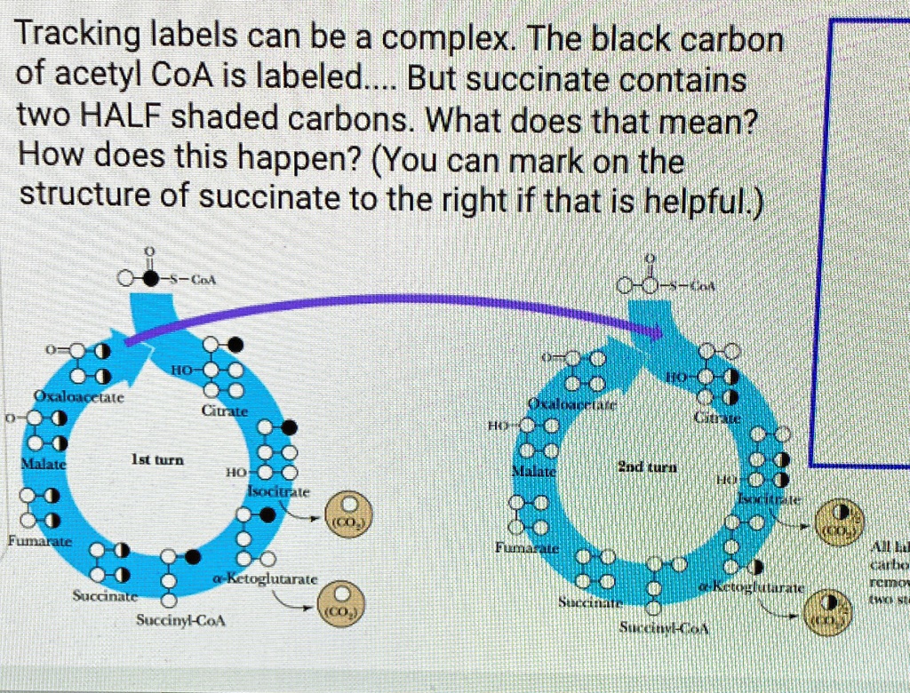 tracking labels can be complex the black carbon of acetyl coa is labeled but succinate contains ...