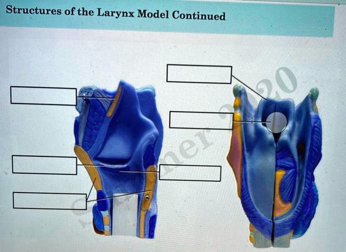 SOLVED: Structures of the Larynx Model Continued 401