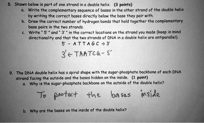 shown below is part of one strand in double helix 3 points write the ...