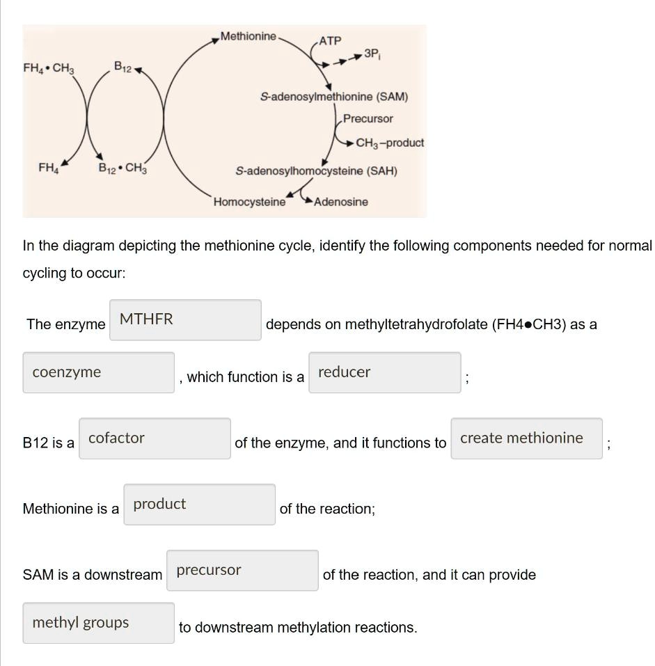 SOLVED: In the diagram depicting the methionine cycle, identify the ...