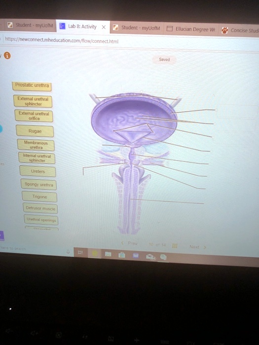 Prostatic urethra External urethral sphincter External urethral orifice ...