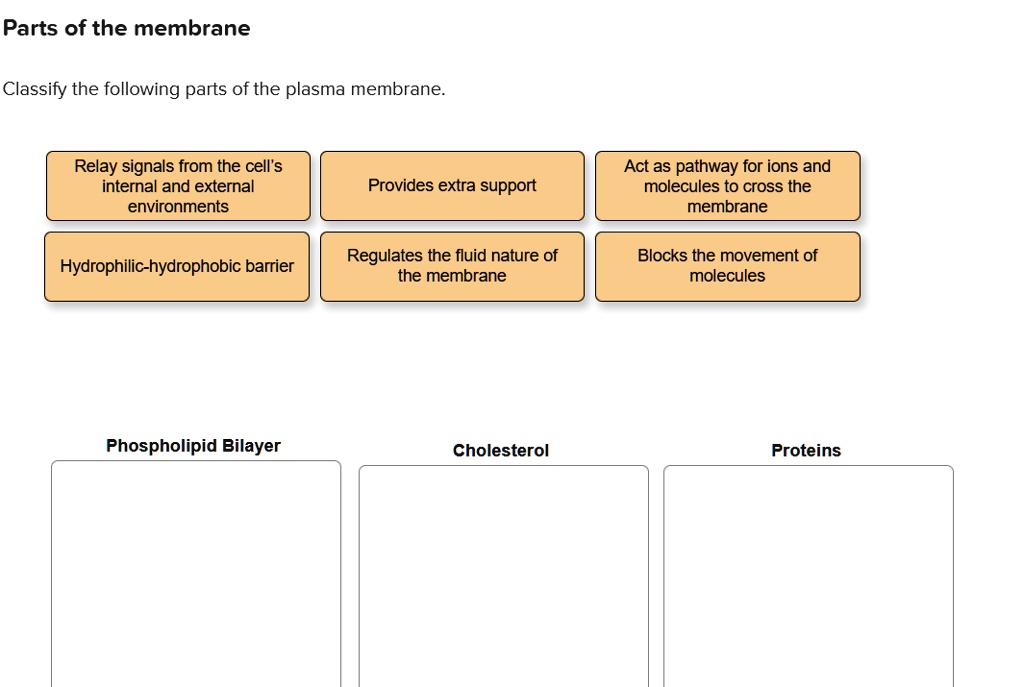Parts of the membrane Classify the following parts of the plasma ...