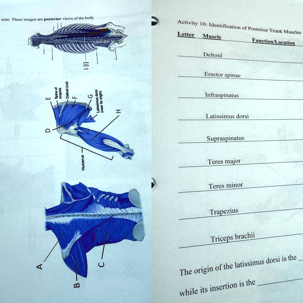 activity 10 identification of posterior trunk muscles letter muscle ...