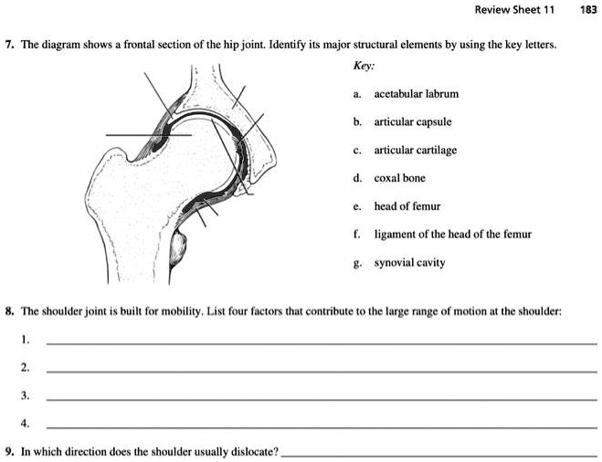 Review Sheet 11 183 7. The diagram shows a frontal section of the hip ...