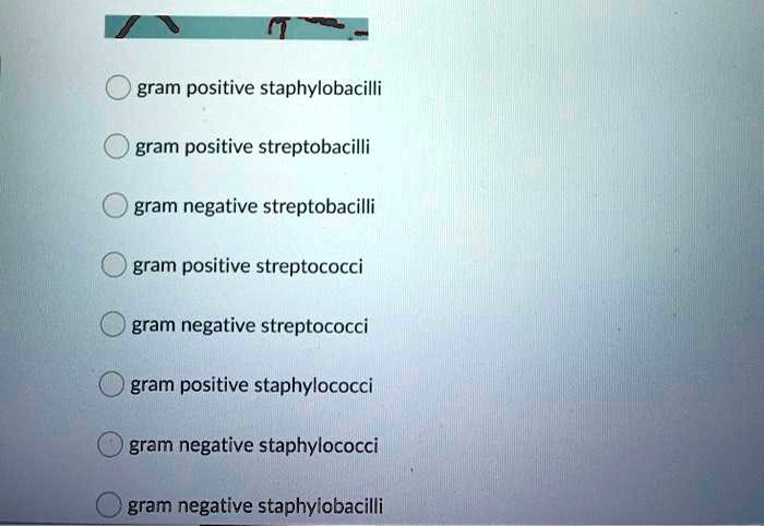 Gram positive staphylobacilli gram positive streptobacilli...