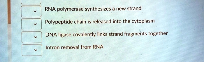 SOLVED: RNA polymerase synthesizes a new strand Polypeptide chain is ...