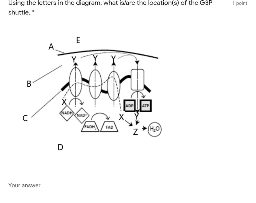 SOLVED: Using the letters in the diagram, what is the location(s) of ...