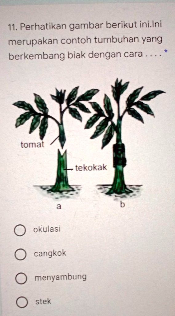 SOLVED: Perhatikan gambar berikut tumbuhan yang berkembang biak dengan ... SOLVED: Perhatikan gambar berikut tumbuhan yang berkembang biak dengan ...