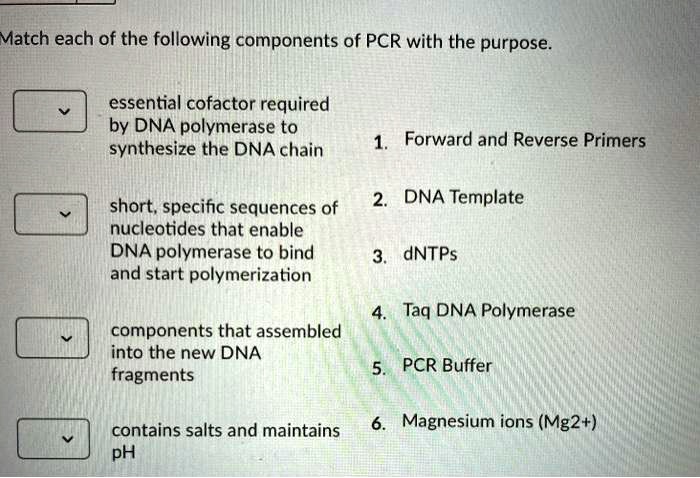 Match each of the following components of PCR with the purpose ...