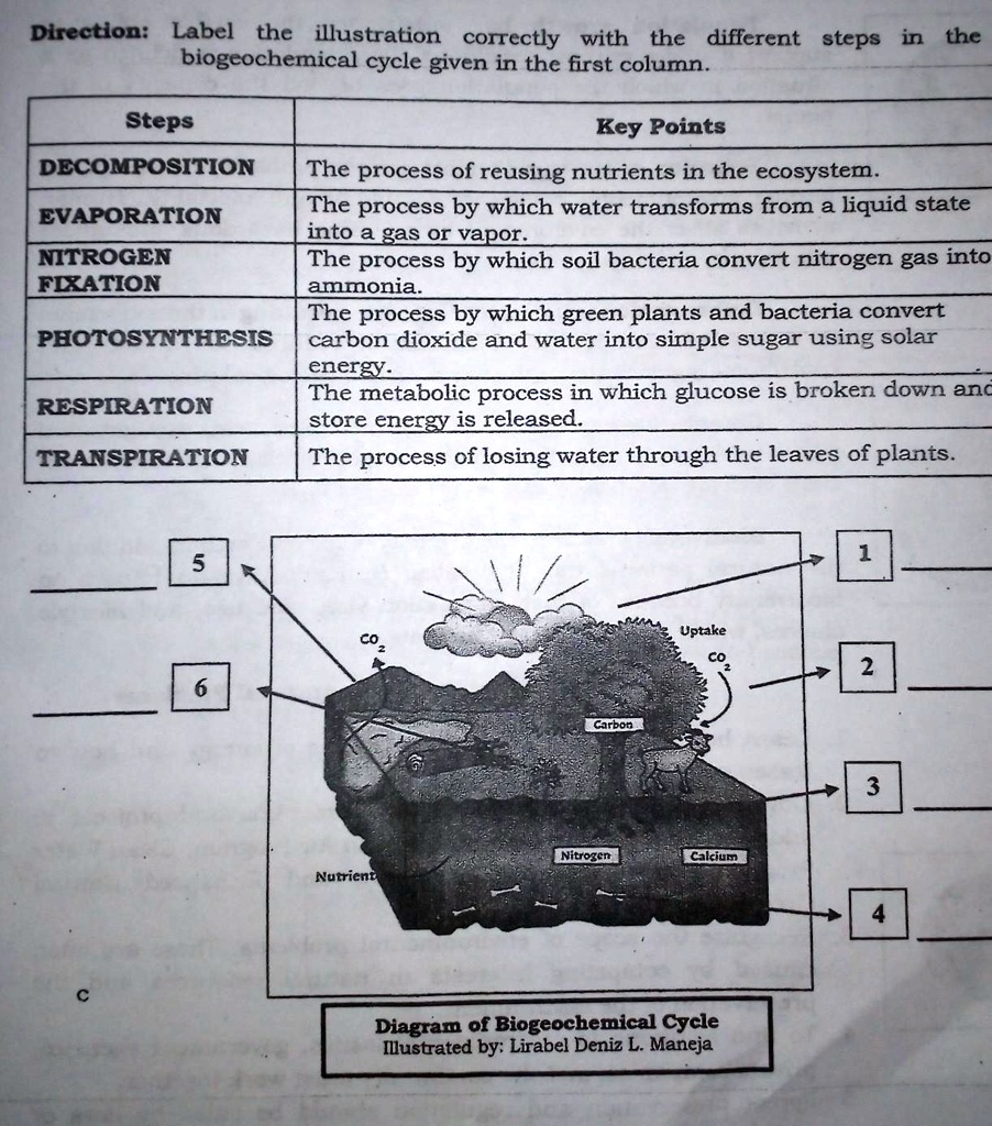 'Looking back direction:label the illustration correctly with the ...