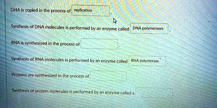 SOLVED:DNA is copied in the process replication Synthesis of DNA ...