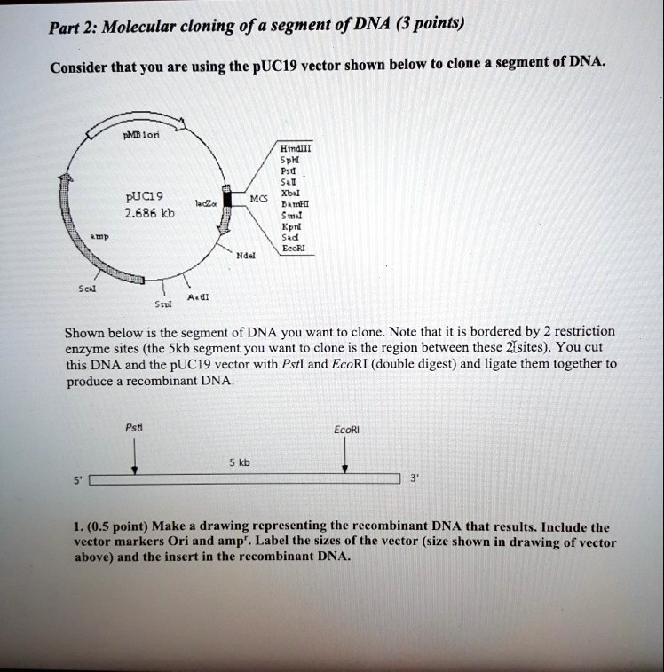 Part 2: Molecular cloning of a segment of DNA (3 points) Consider that ...