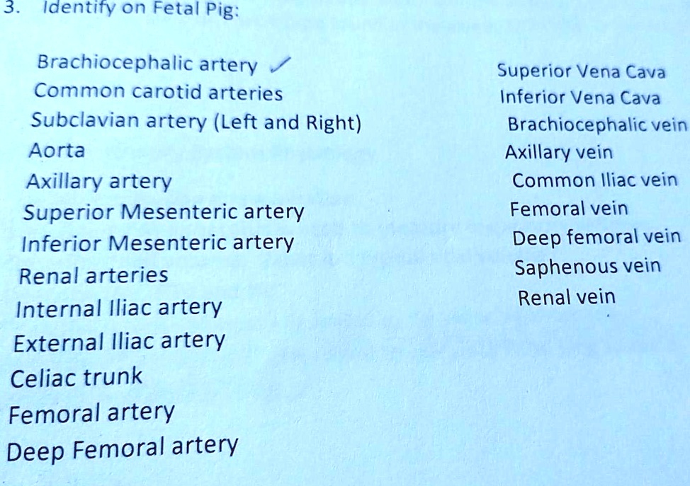 SOLVED: Draw the Fetal Pig ldentify on Fetal Pig Brachiocephalicartery ...