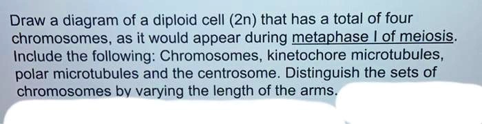 draw a diagram of a diploid cell 2n that has a total of four ...