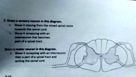 7 draw a sensory neuron in this diagram show it moving from the mixed ...
