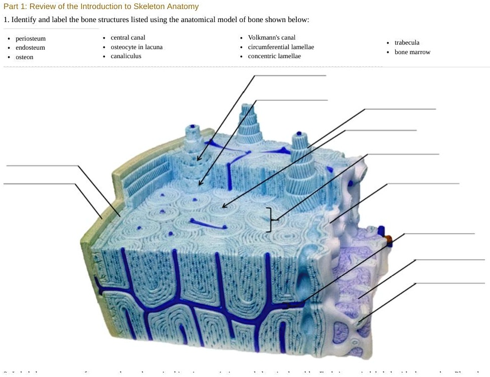 Part 1: Review of the Introduction to Skeleton Anatomy 1. Identify and ...