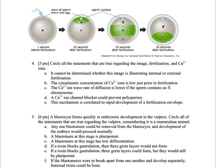 point of sperm entry into egg b c 1 second 10 seconds before ...