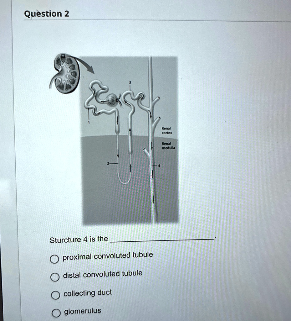 Question 2 Sturcture 4 is the proximal convoluted tubule distal ...
