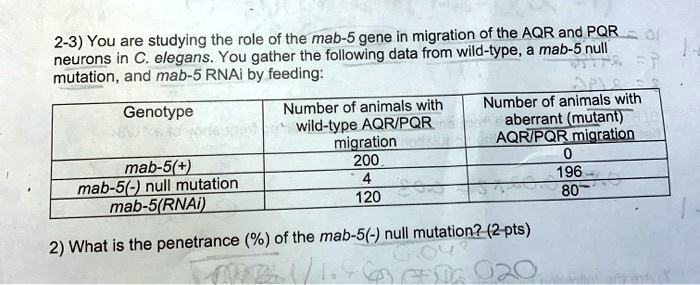 2 3 you are studying the role of the mab 5 gene in migration of the aqr ...