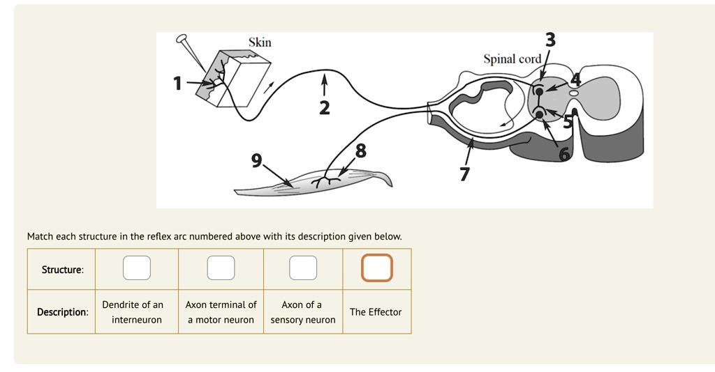 [GET ANSWER] 1 skin 9 2 8 7 match each structure in the reflex arc ...