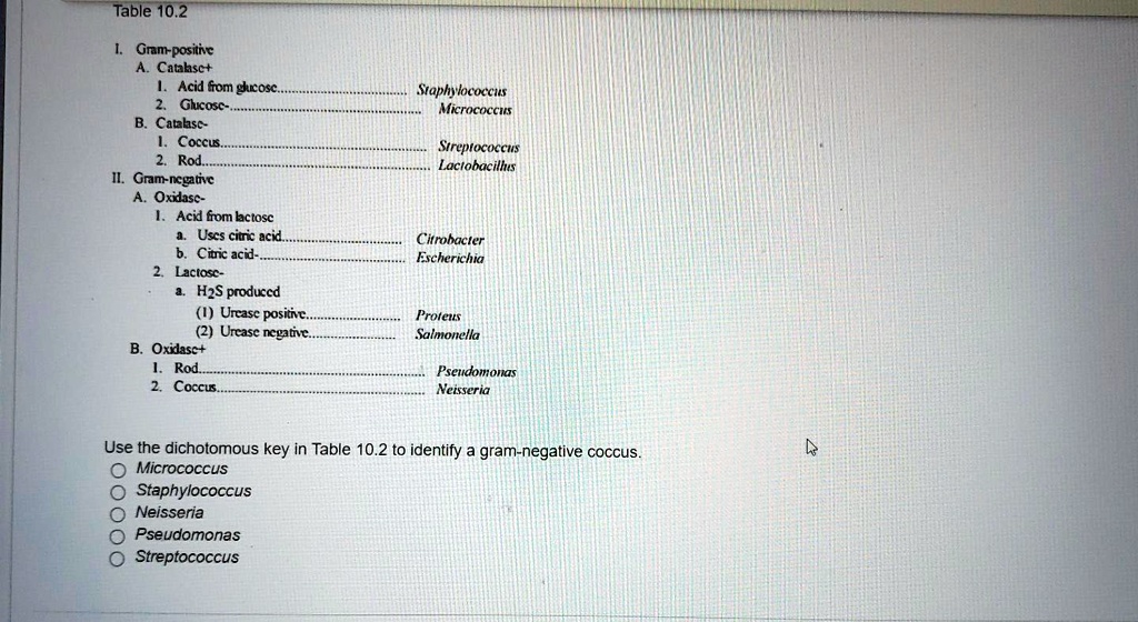 SOLVED: Gram-positive Coccus + Acid from growth. Growth- Cabbage ...
