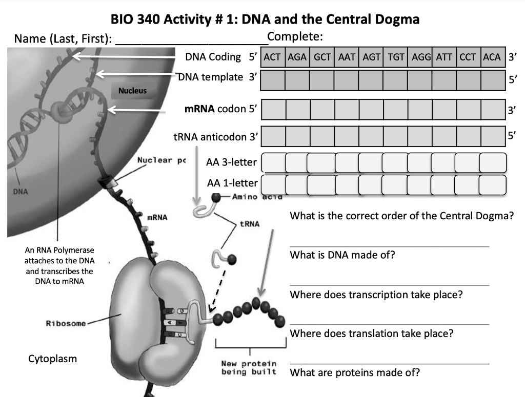 SOLVED: BIO 340 Activity #1: DNA and the Central Dogma Name (Last ...