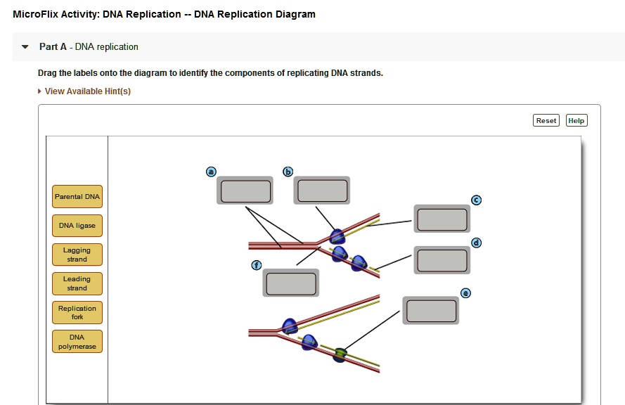 SOLVED: MicroFlix Activity: DNA Replication - DNA Replication Diagram ... SOLVED: MicroFlix Activity: DNA Replication - DNA Replication Diagram ...
