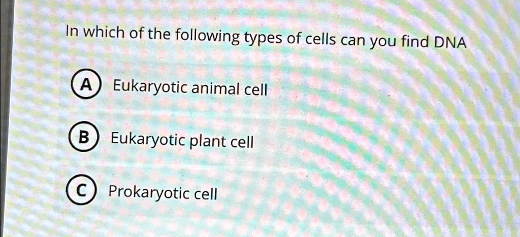 In which of the following types of cells can you find DNA A) Eukaryotic ...