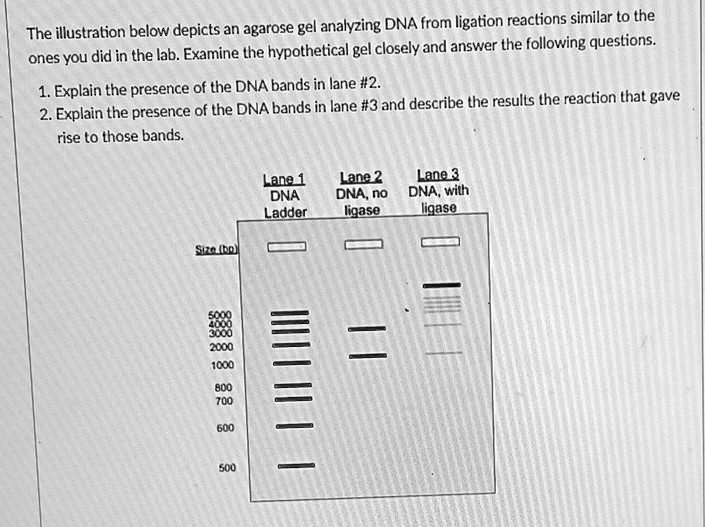 SOLVED: The illustration below depicts an agarose gel analyzing DNA ...