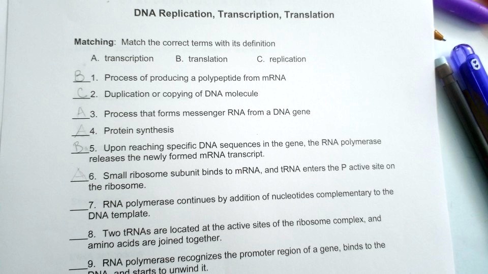dna replication transcription translation matching match the correct ...