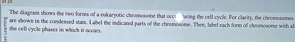the diagram shows the two forms of a eukaryotic chromosome that occur ...