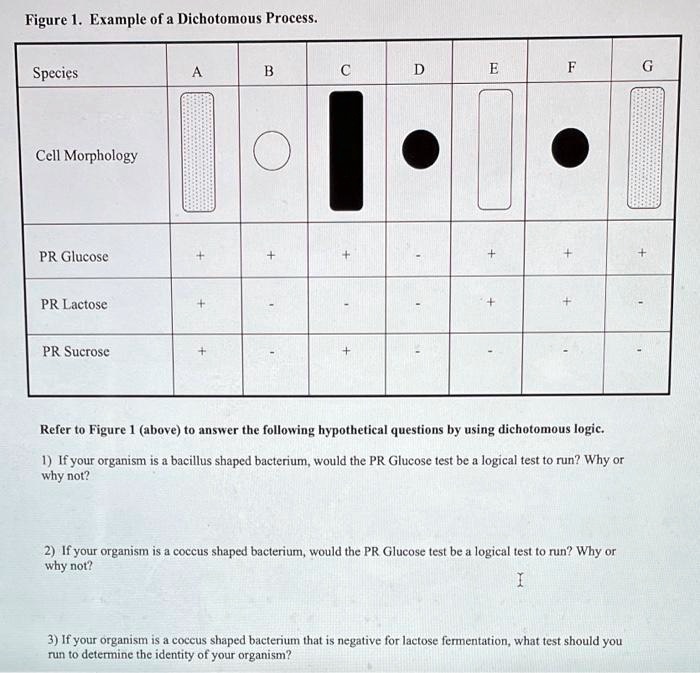 figure 1 example of a dichotomous process species cell morphology pr glucose pr lactose pr ...