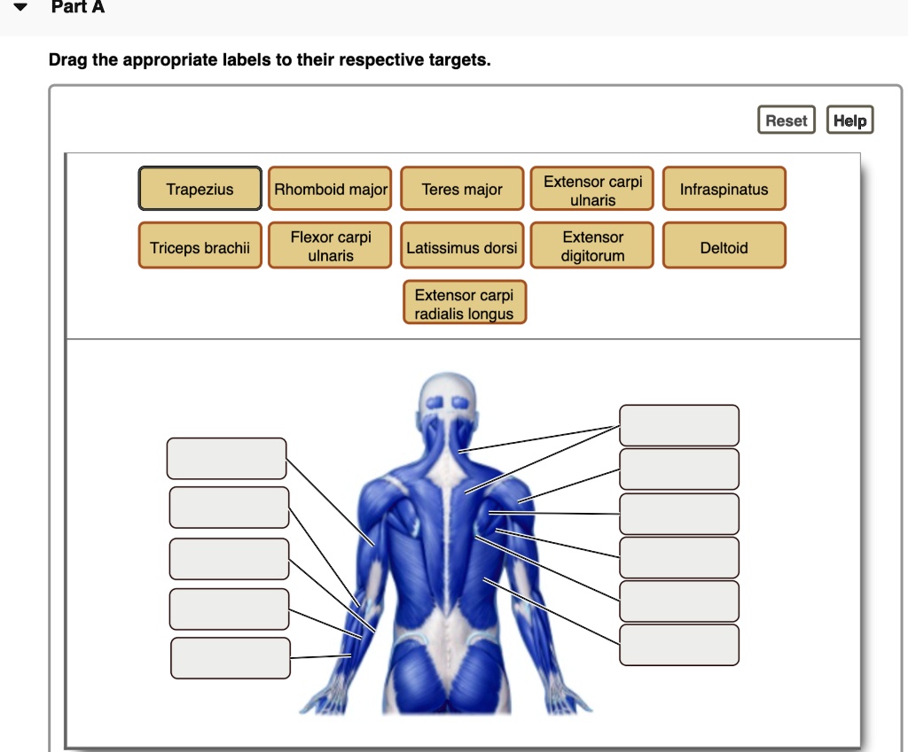 Part A Drag the appropriate labels to their respective targets. Reset Help Trapezius Rhomboid ...