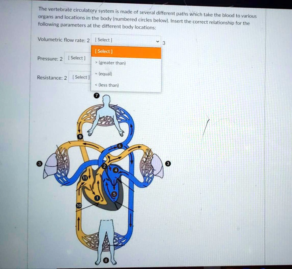 SOLVED: The vertebrate circulatory system is made of several different ...