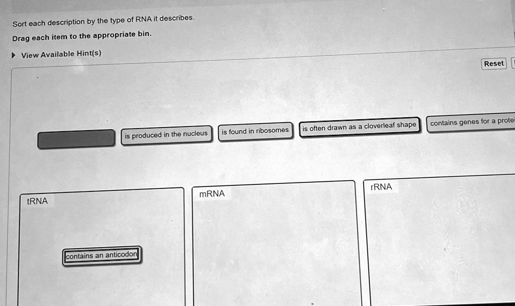 SOLVED: Sort each description by the type of RNA it describes. Drag ... SOLVED: Sort each description by the type of RNA it describes. Drag ...