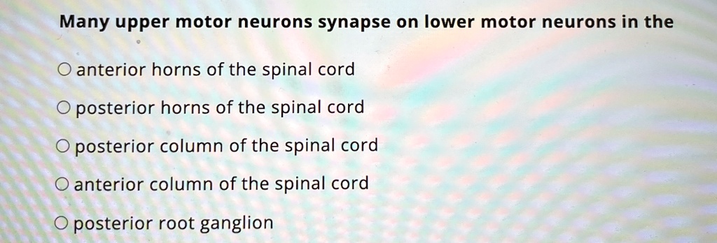 Many upper motor neurons synapse on lower motor neurons in the O anterior horns of the spinal ...