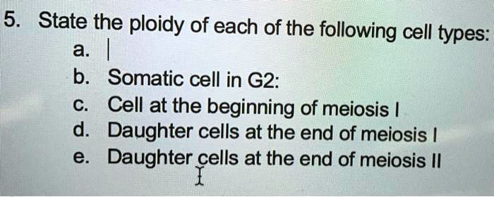 SOLVED: 5 State the ploidy of each of the following cell types: a. b ...