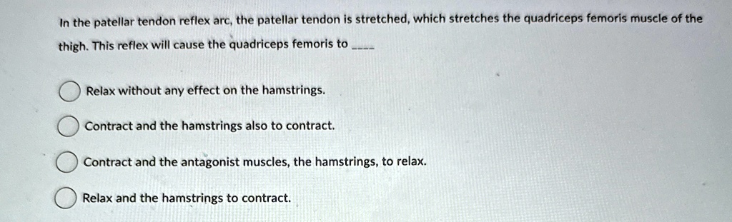 In the patellar tendon reflex arc, the patellar tendon is stretched ...