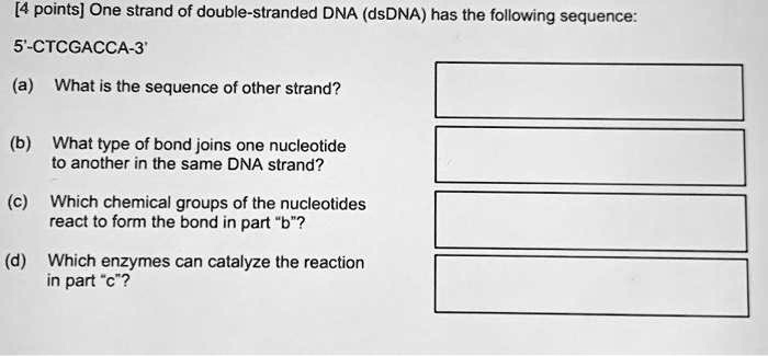 [4 points] One strand of double-stranded DNA (dsDNA) has the following ...
