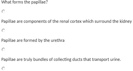 What forms the papillae? Papillae are components of the renal cortex ...