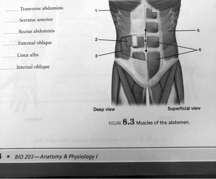 SOLVED: Transverse abdominis Serratus anterior Rectus abdominis ...