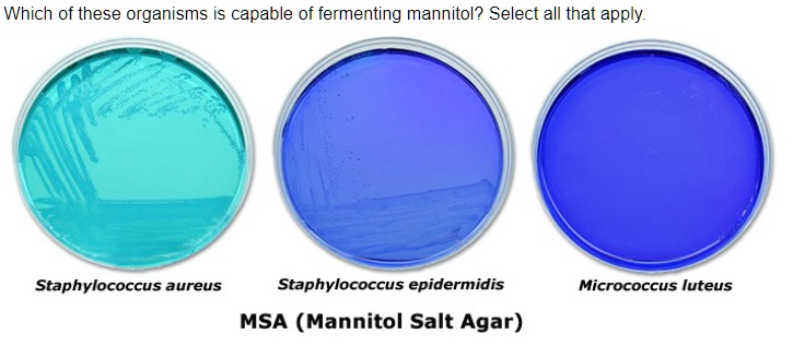 SOLVED: Which of these organisms is capable of fermenting mannitol ...